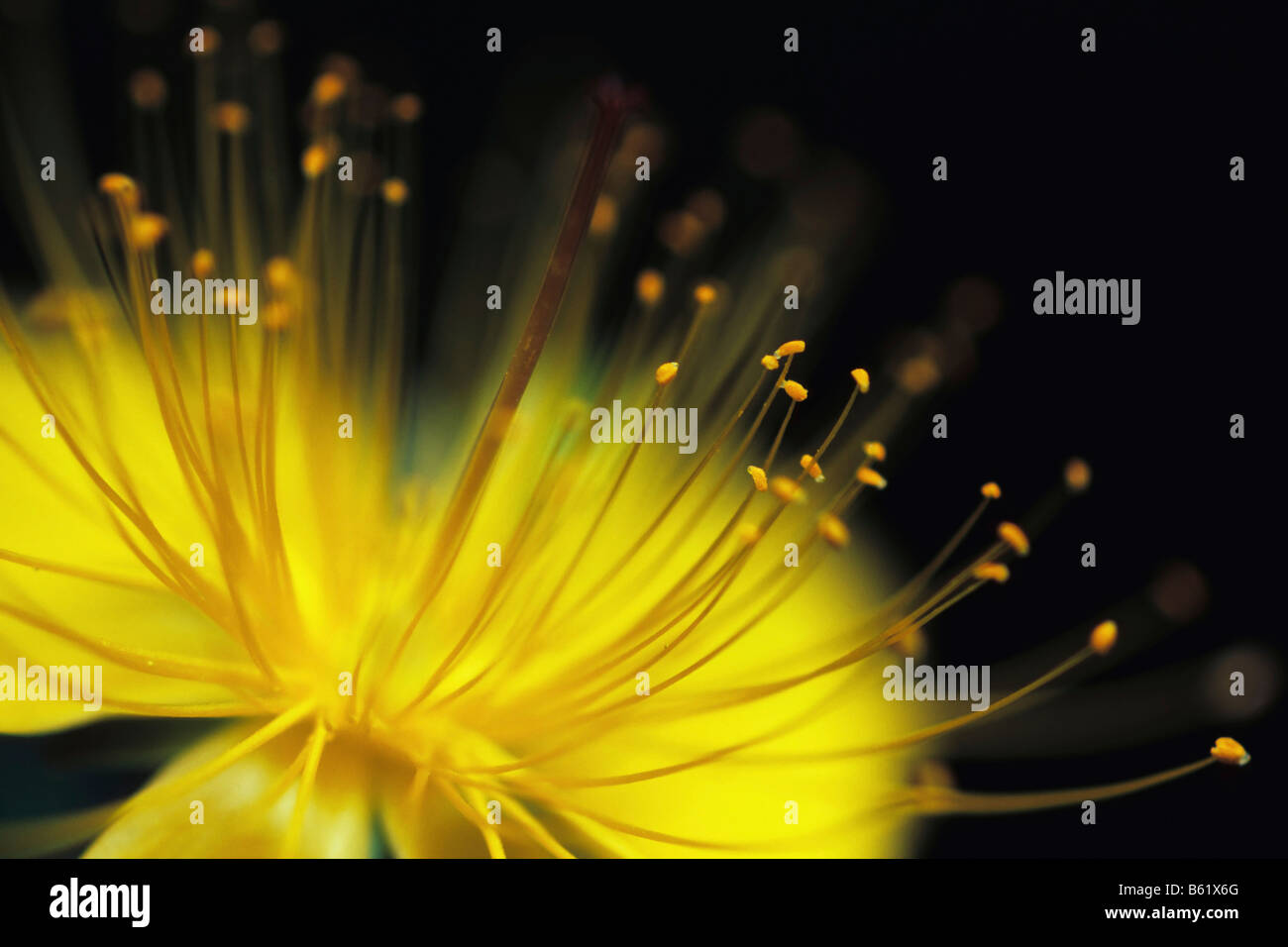 Yellow Blossum, Lamington National Park, Queensland, Australia Stock ...
