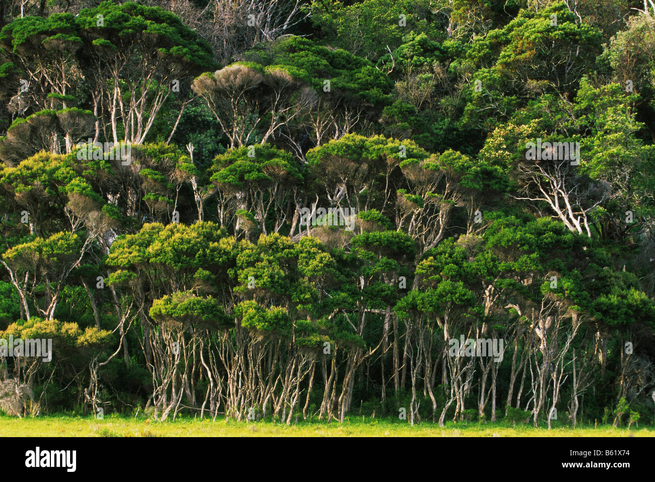 Rain forest at Wilsons Promontory National Park, Victoria, Australia ... Rain forest at Wilsons Promontory National Park, Victoria, Australia ...