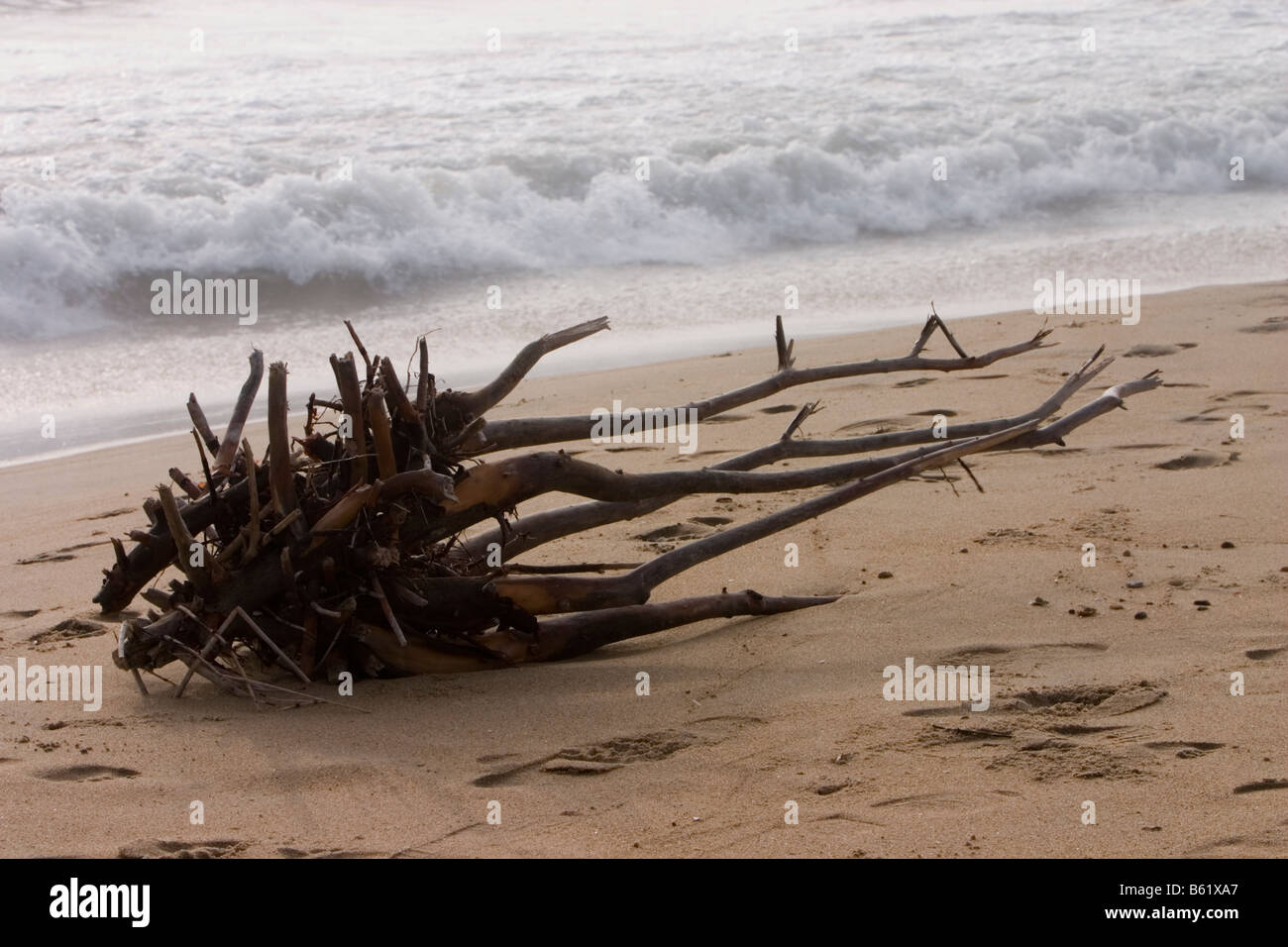 Driftwood india hi-res stock photography and images - Alamy