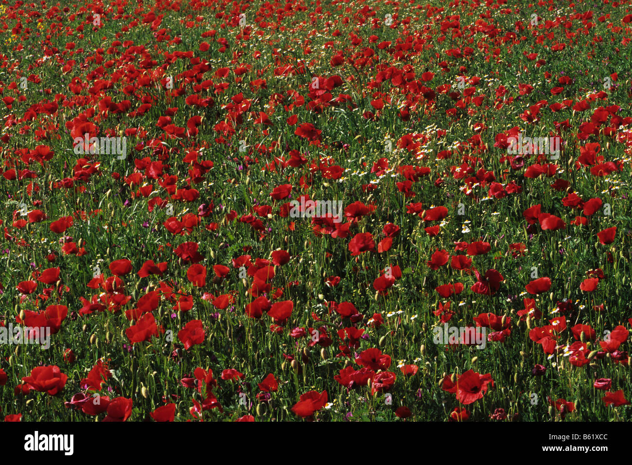 Poppy meadow, Tuscany, Italy, Europe Stock Photo - Alamy