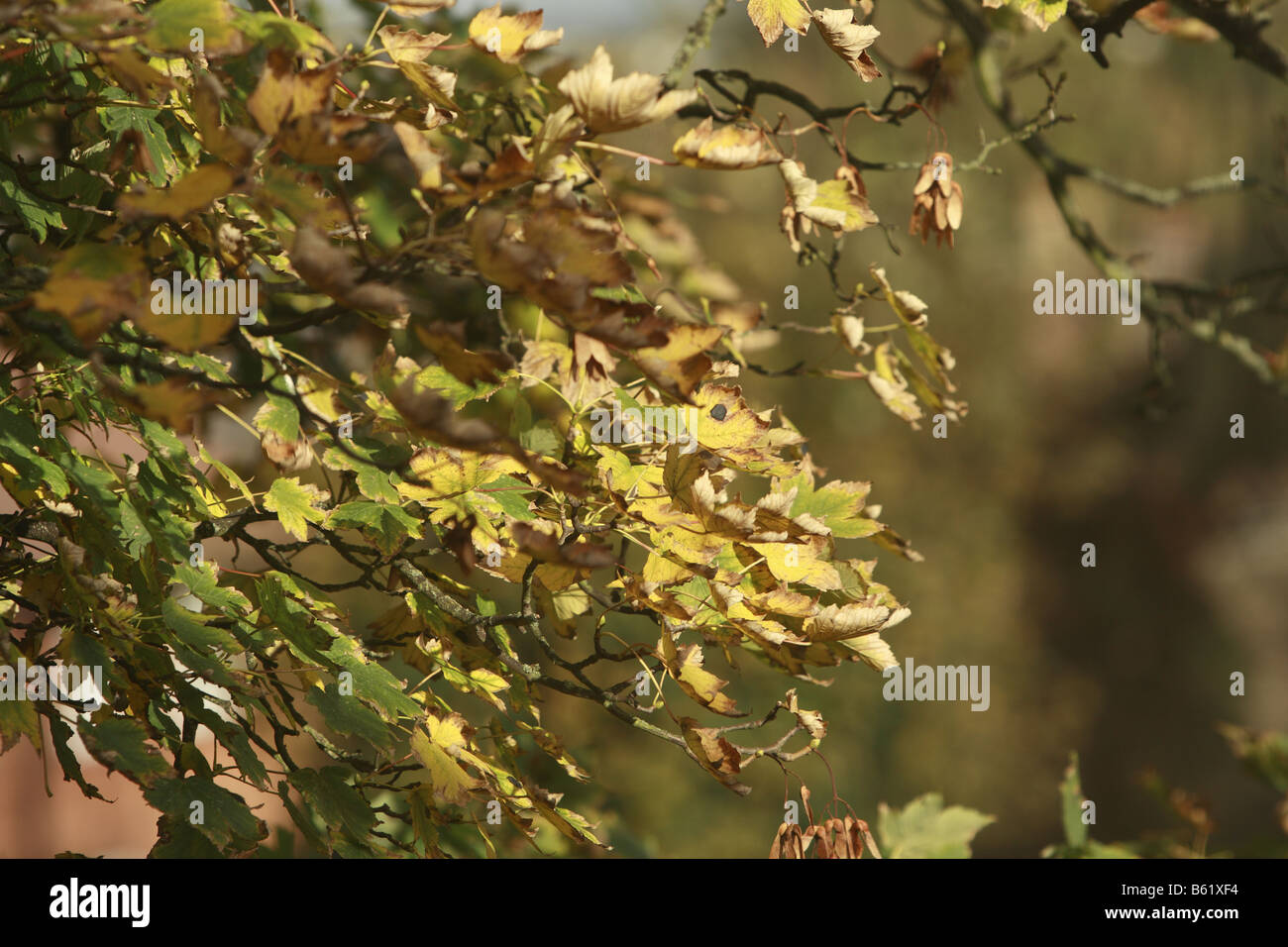 Sycamore branch hi-res stock photography and images - Alamy