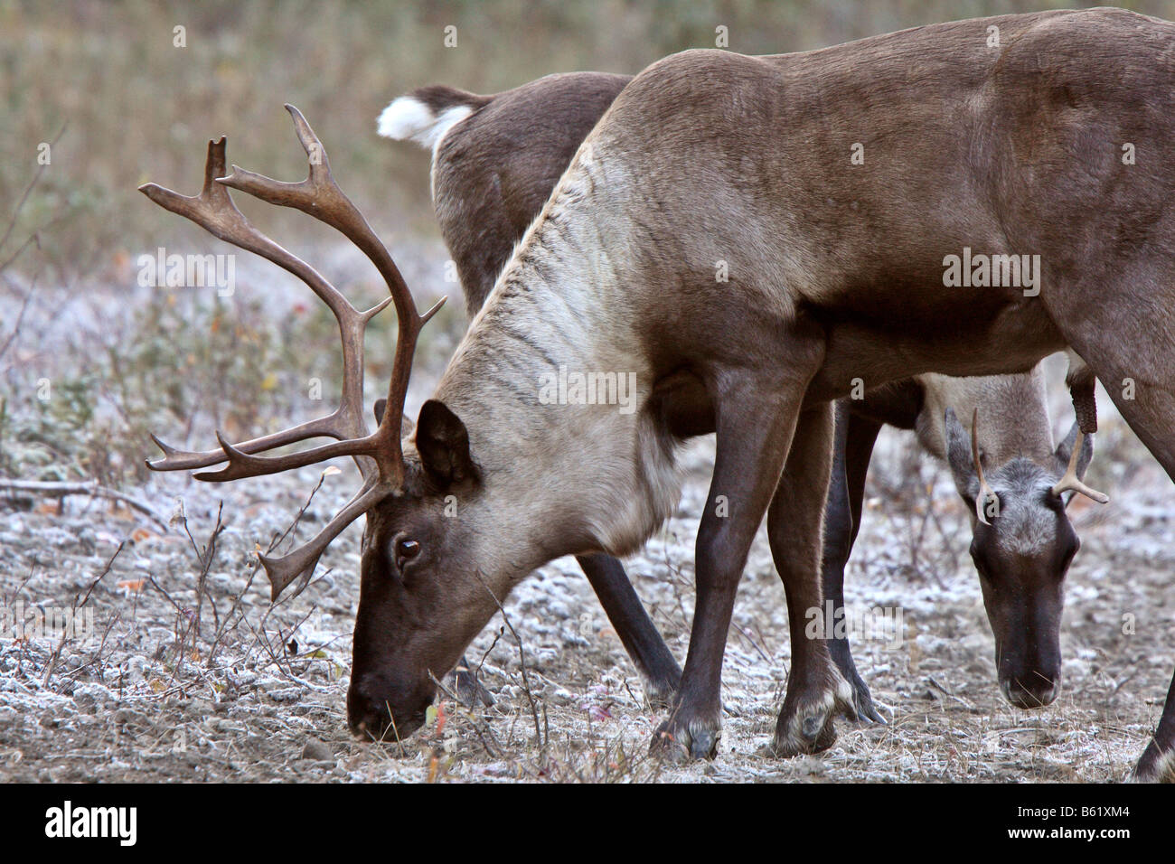 Female woodland caribou hi-res stock photography and images - Alamy
