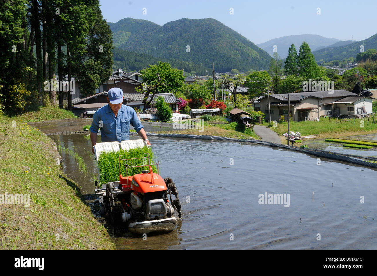Japanese rice farmer using a rice-planting machine in a flooded rice ...
