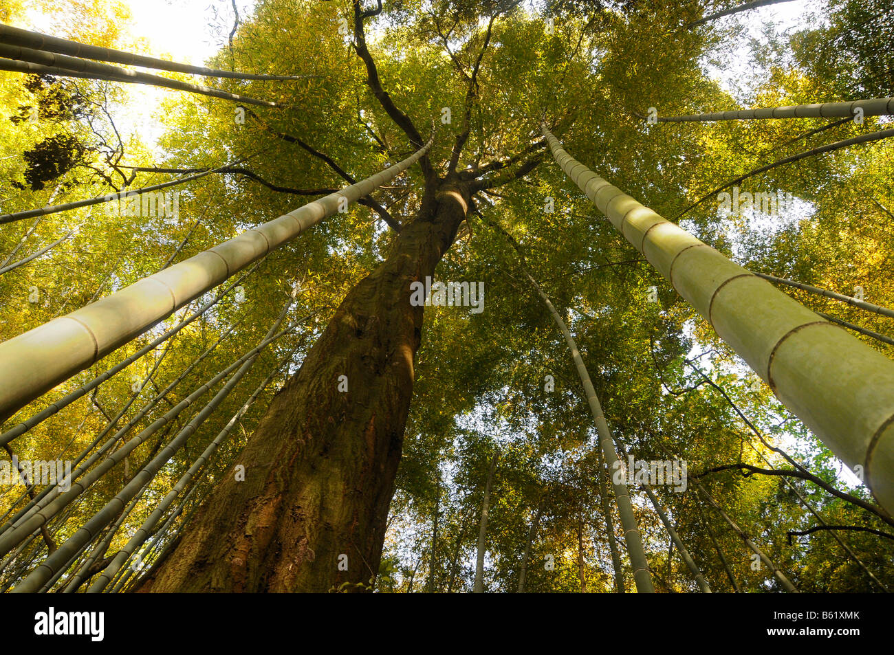 Bamboo Shoots (Phyllostachys edulis) overgrowing a deciduous tree in ...