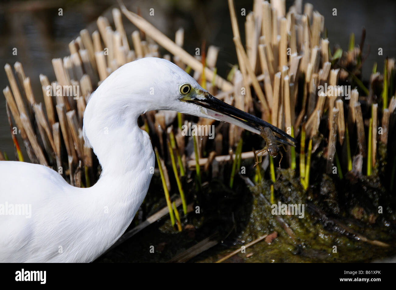 Dragonfly larva catching prey hi-res stock photography and images - Alamy
