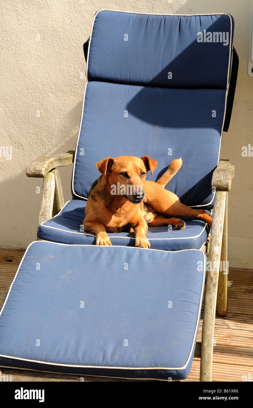 A dog sunbathing Stock Photo - Alamy