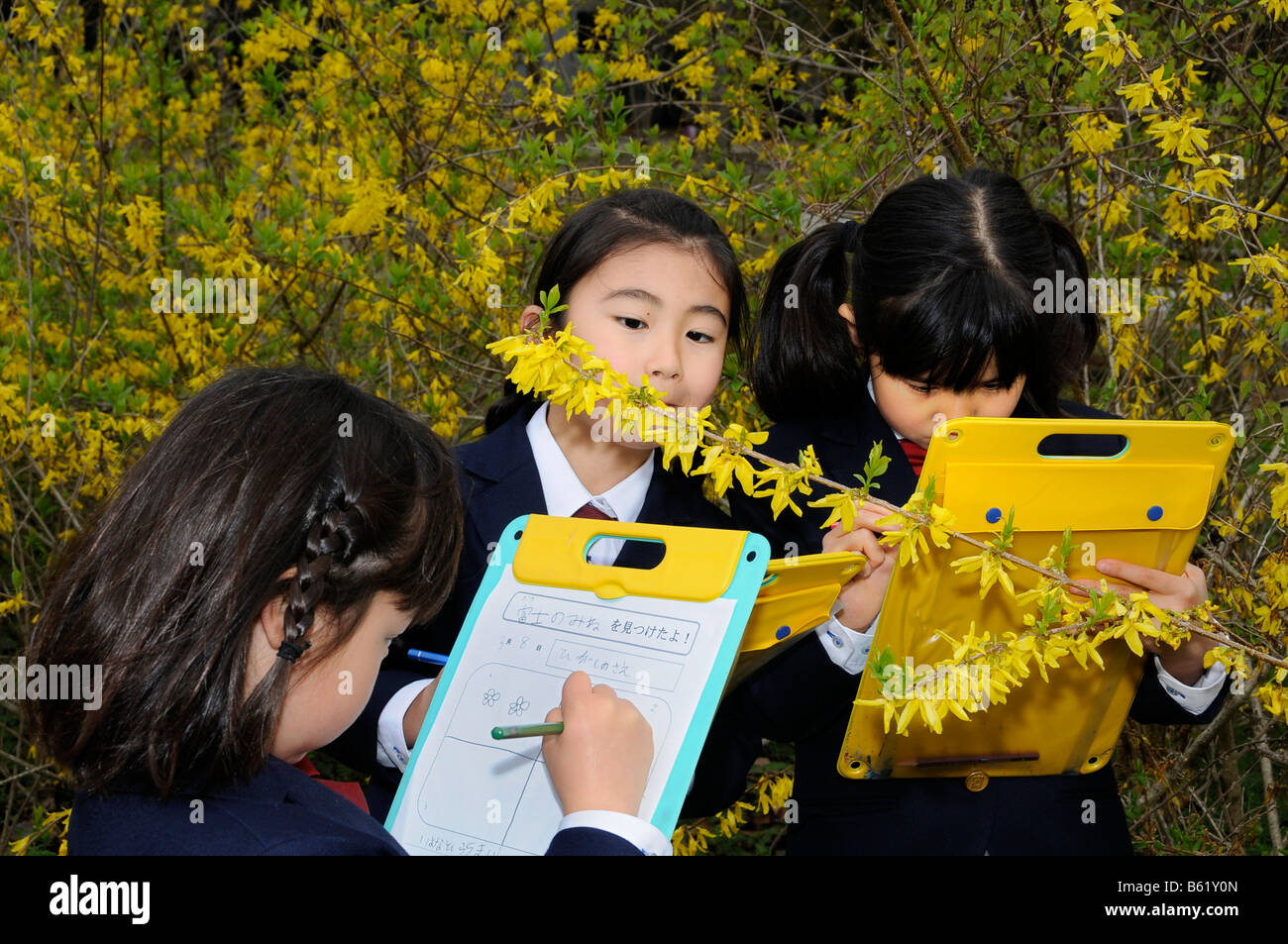 School girls wearing the uniform of an elite primary school working on ...