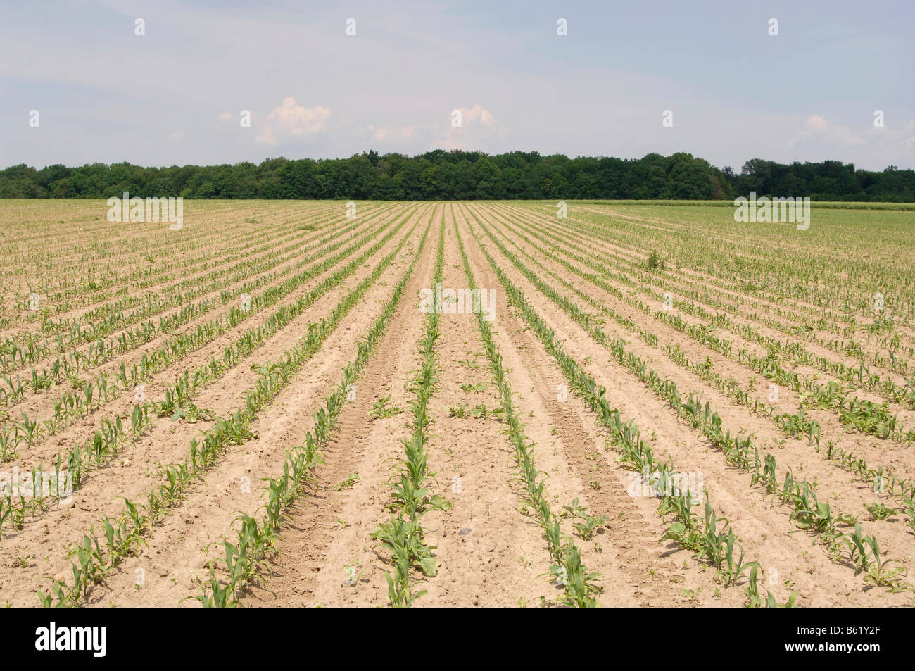 Corn plants on a field, agricultural landscape Stock Photo - Alamy