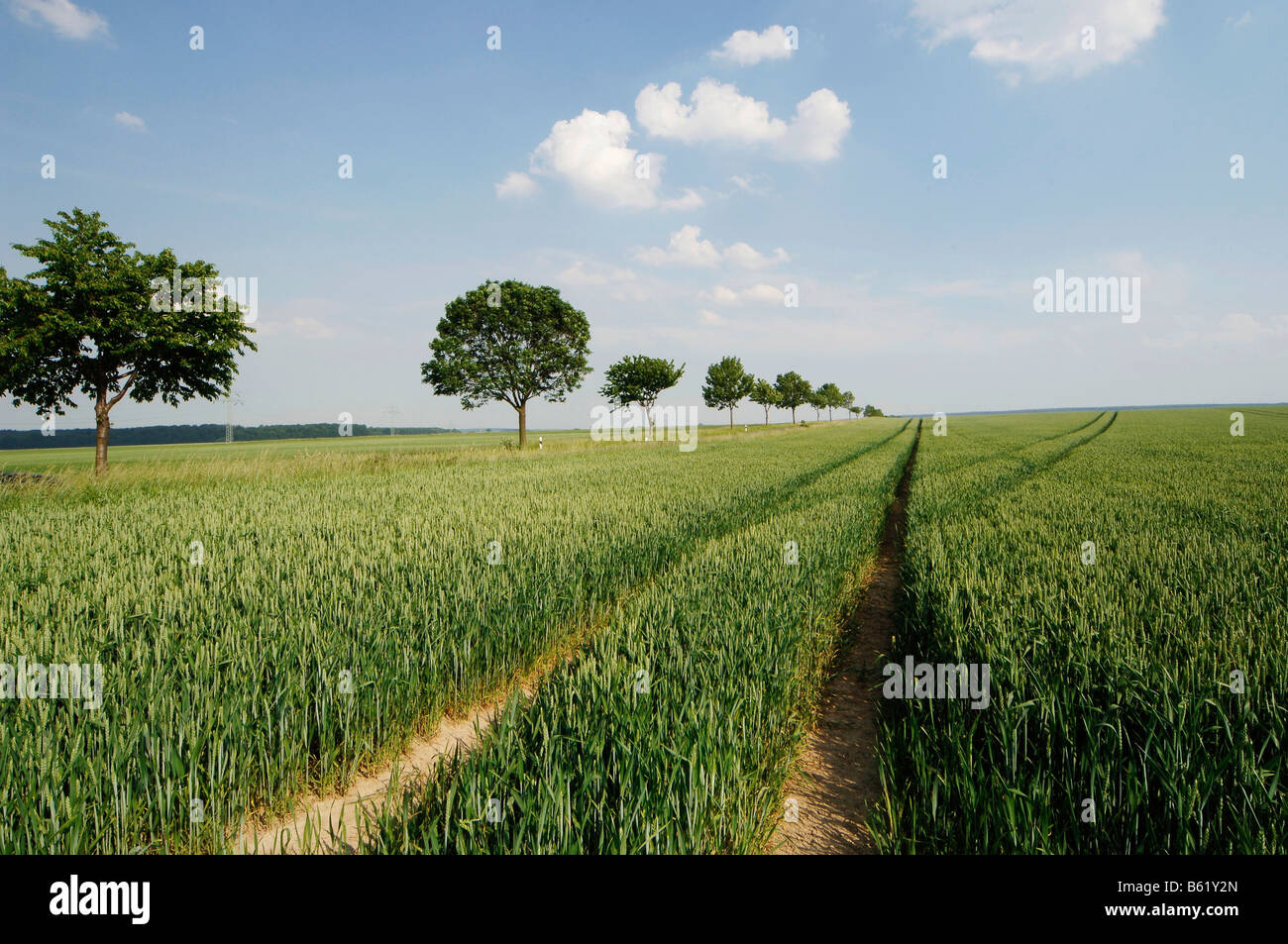 Grain field, agricultural landscape Stock Photo - Alamy