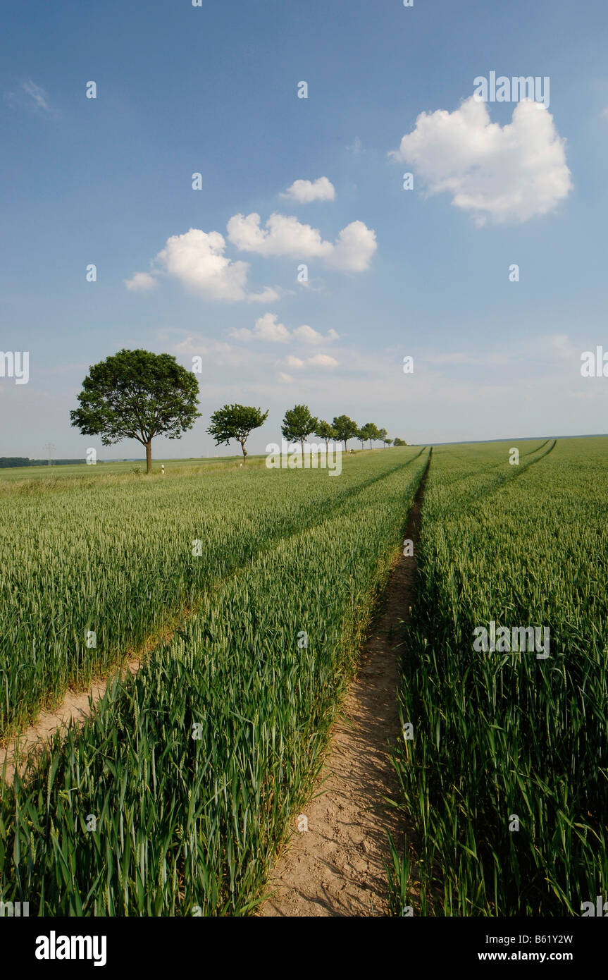 Grain field, agricultural landscape Stock Photo - Alamy