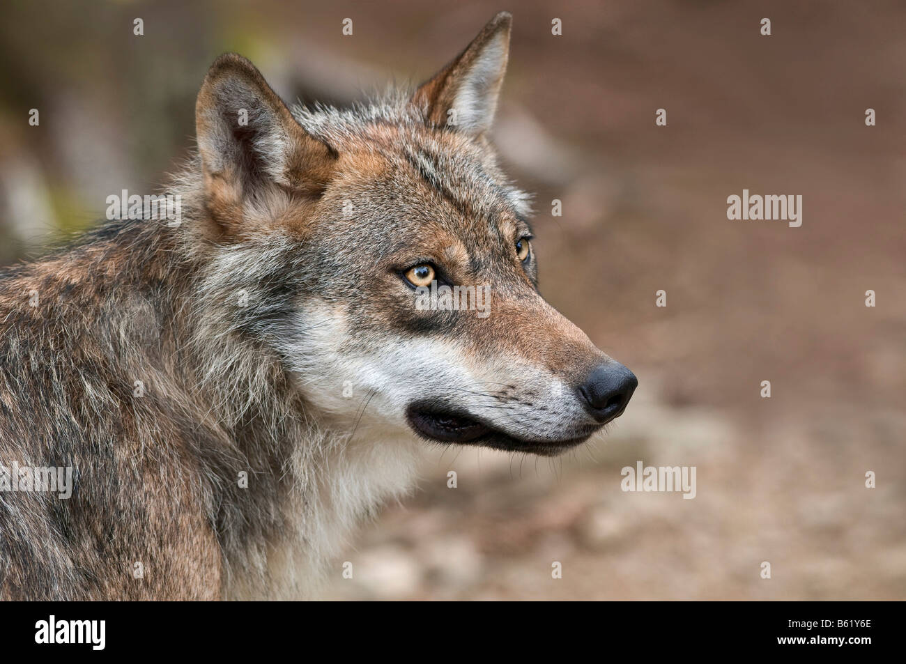 Wolves staring hi-res stock photography and images - Alamy