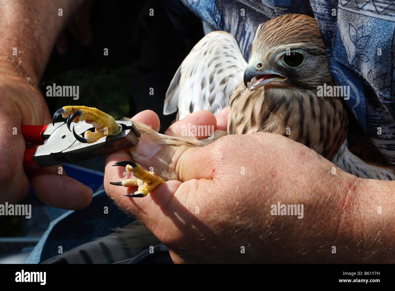 Common Kestrel (Falco tinnunculus), tended back to health, being banded ...