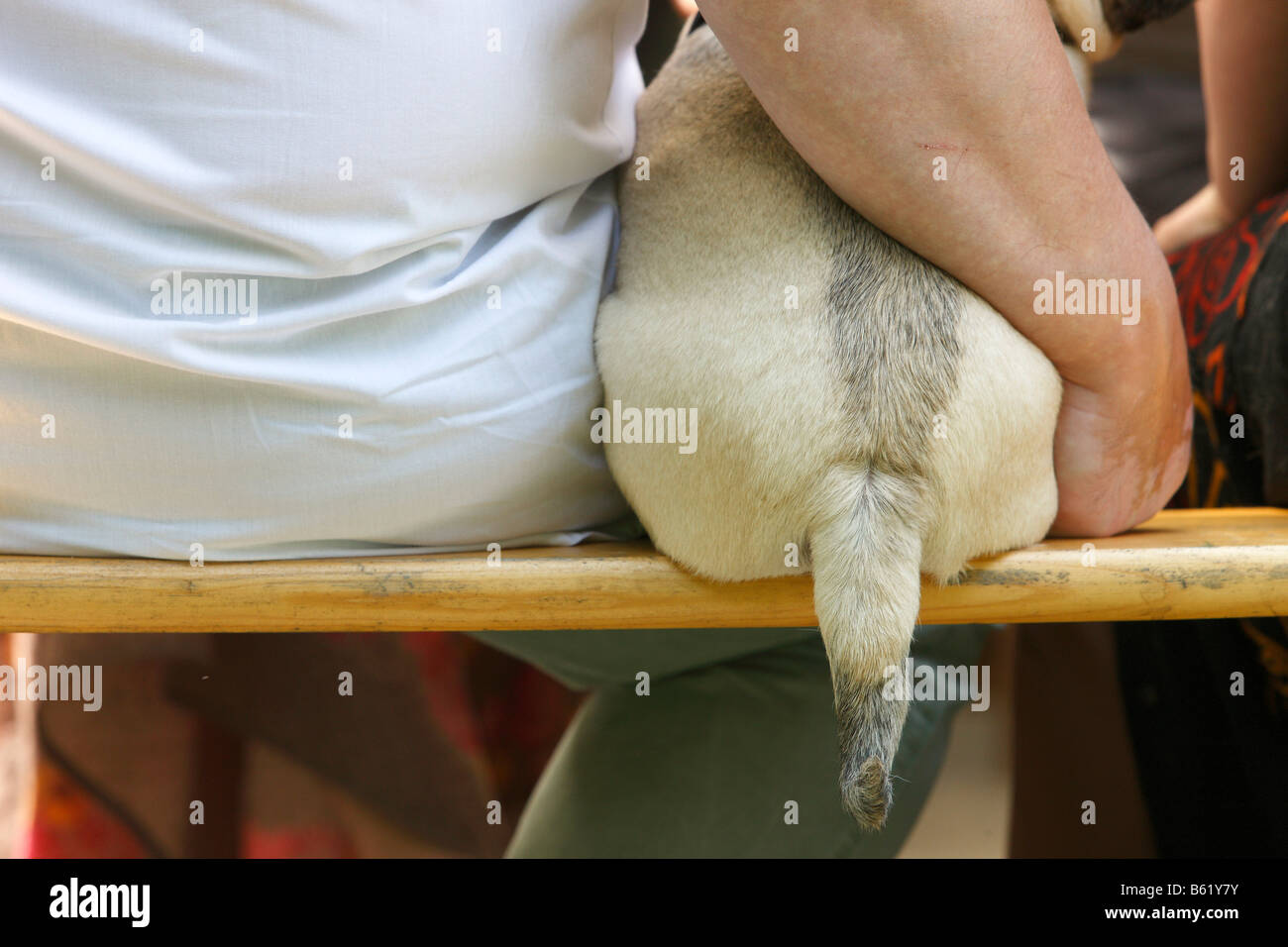 Pug convention, person embracing a pug, rear view Stock Photo - Alamy