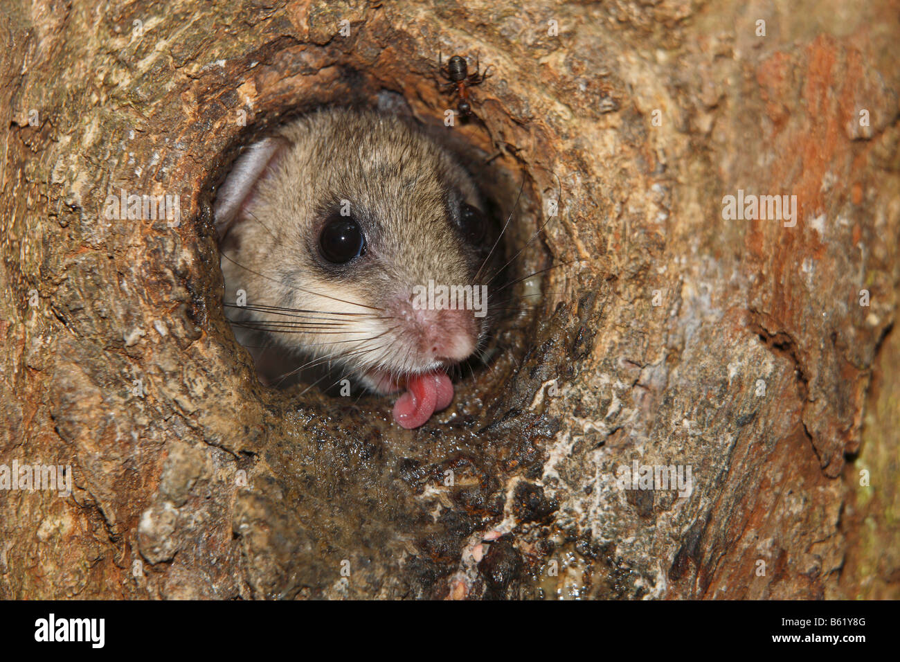 Edible or Fat Dormouse (Glis glis Stock Photo - Alamy