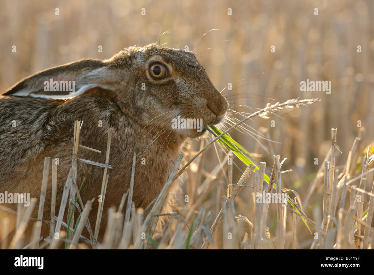 Side view portrait brown hare hi-res stock photography and images - Alamy