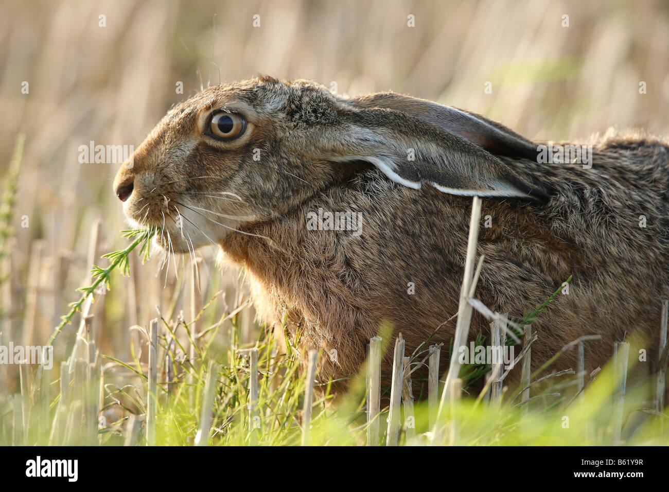 Hare side profile hi-res stock photography and images - Alamy