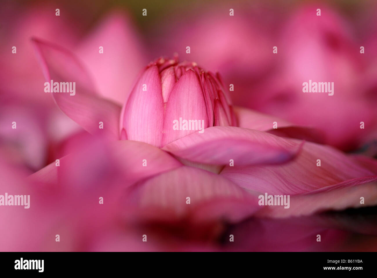 Nelumbium nucifera hi-res stock photography and images - Alamy