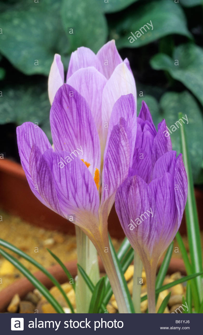 Rosalind Stock Photos & Rosalind Stock Images - Alamy