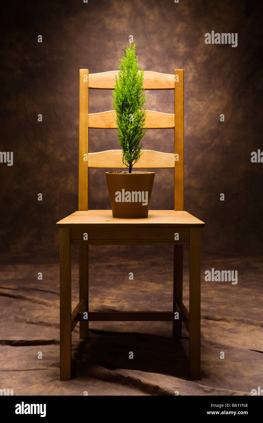 Small tree chair hi-res stock photography and images - Alamy