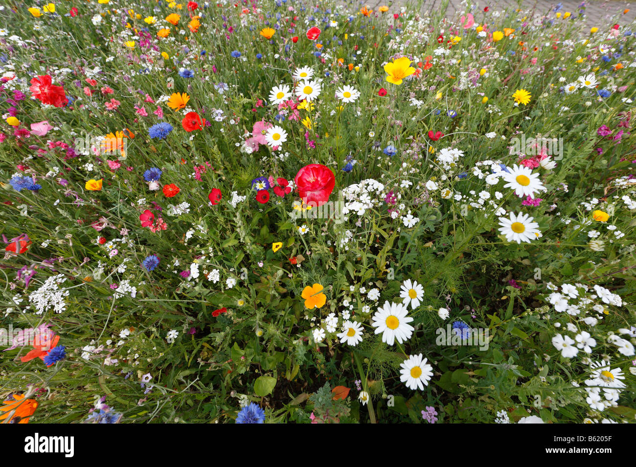 Colourful flower meadow, Germany Stock Photo - Alamy