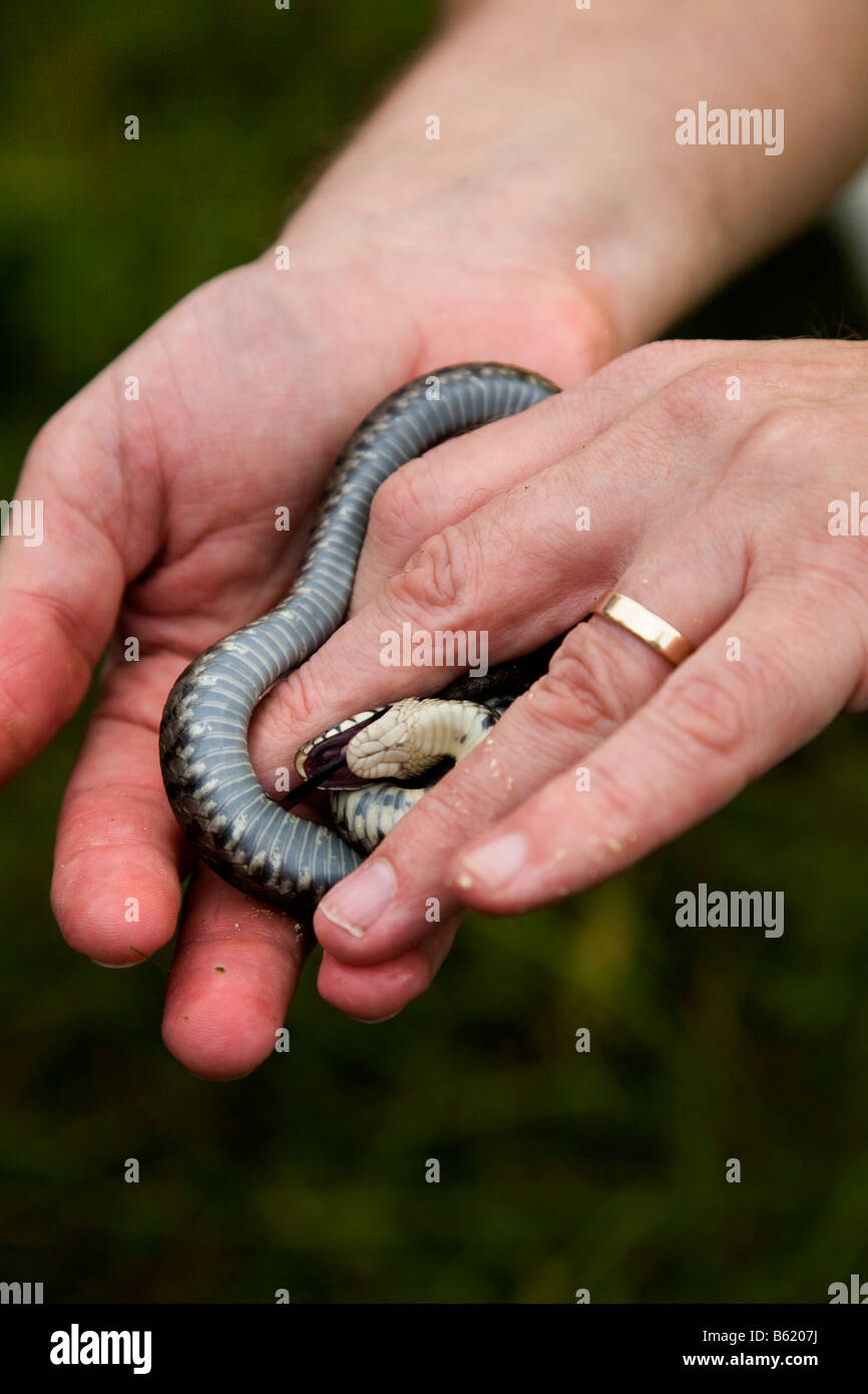 grass snake Natrix natrix reptile day penhale cornwall Stock Photo - Alamy