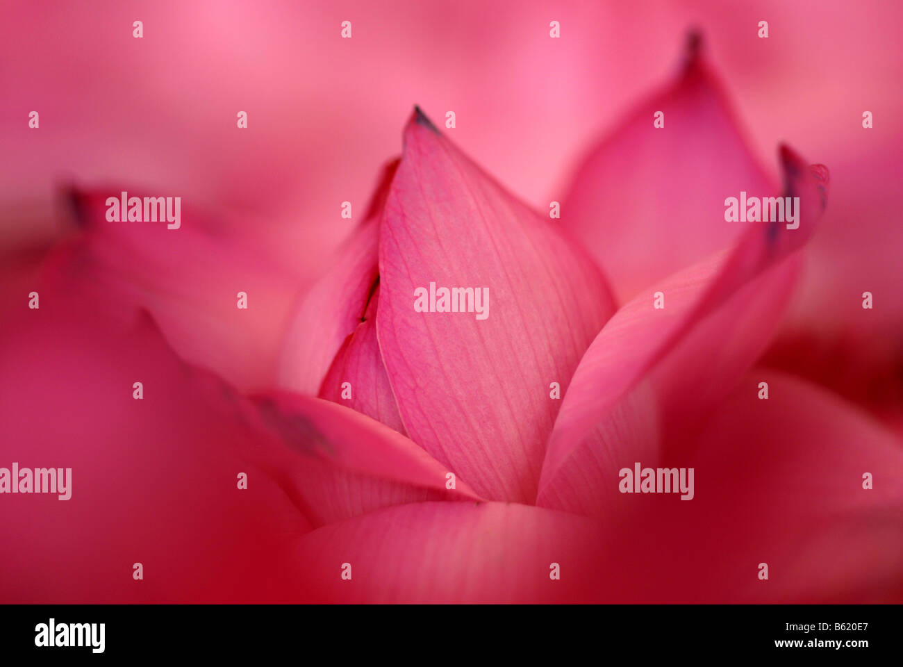 Nelumbium nucifera hi-res stock photography and images - Alamy