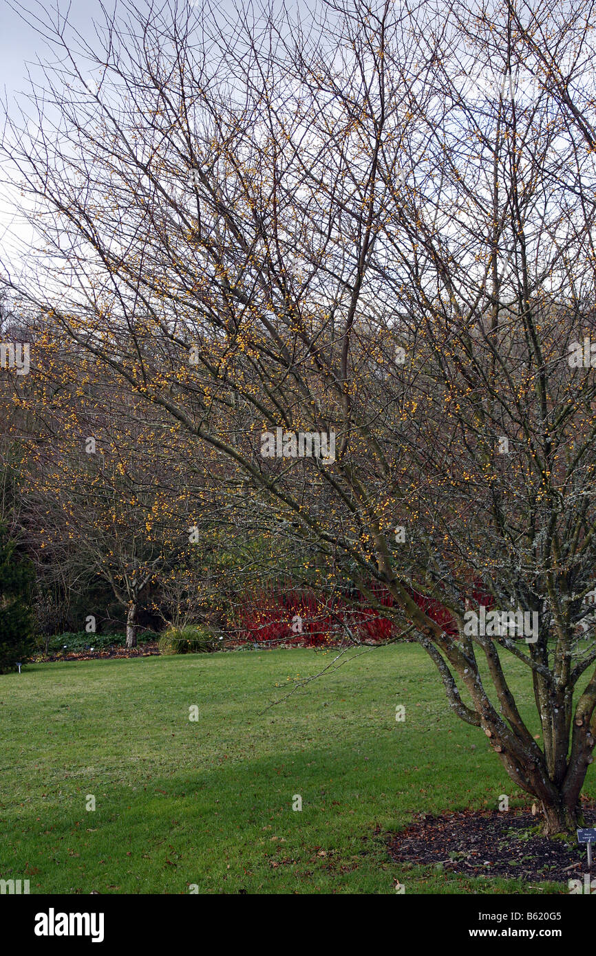 MALUS TRANSITORIA CRAB APPLE Stock Photo - Alamy