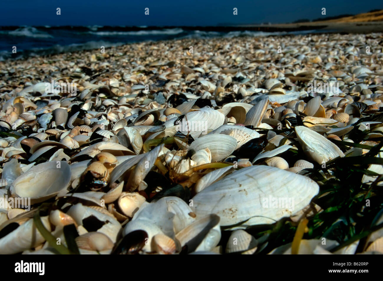 Empty conch shells hi-res stock photography and images - Alamy