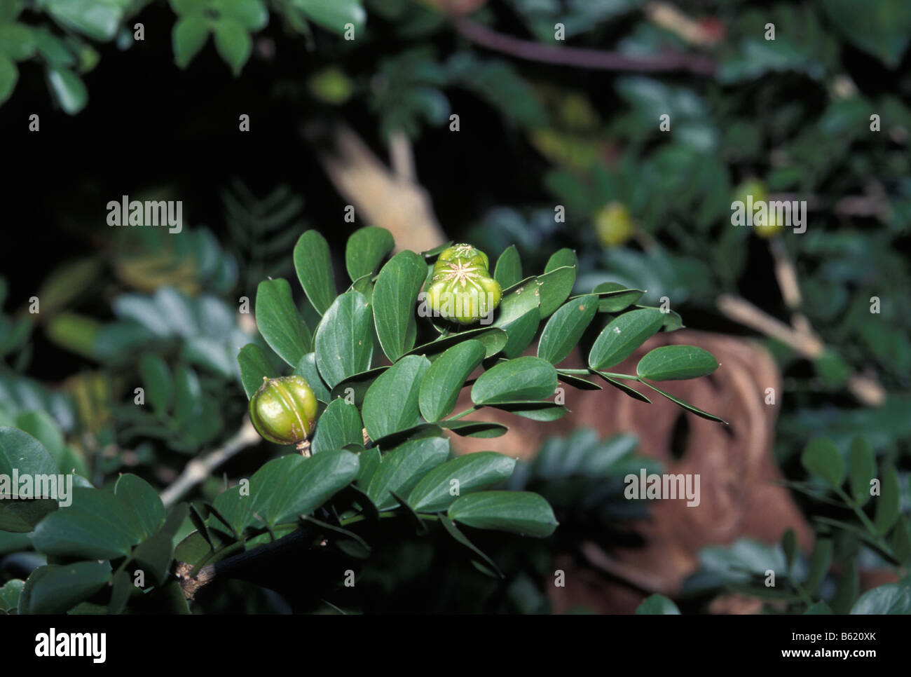 tree of life with fruit Stock Photo - Alamy