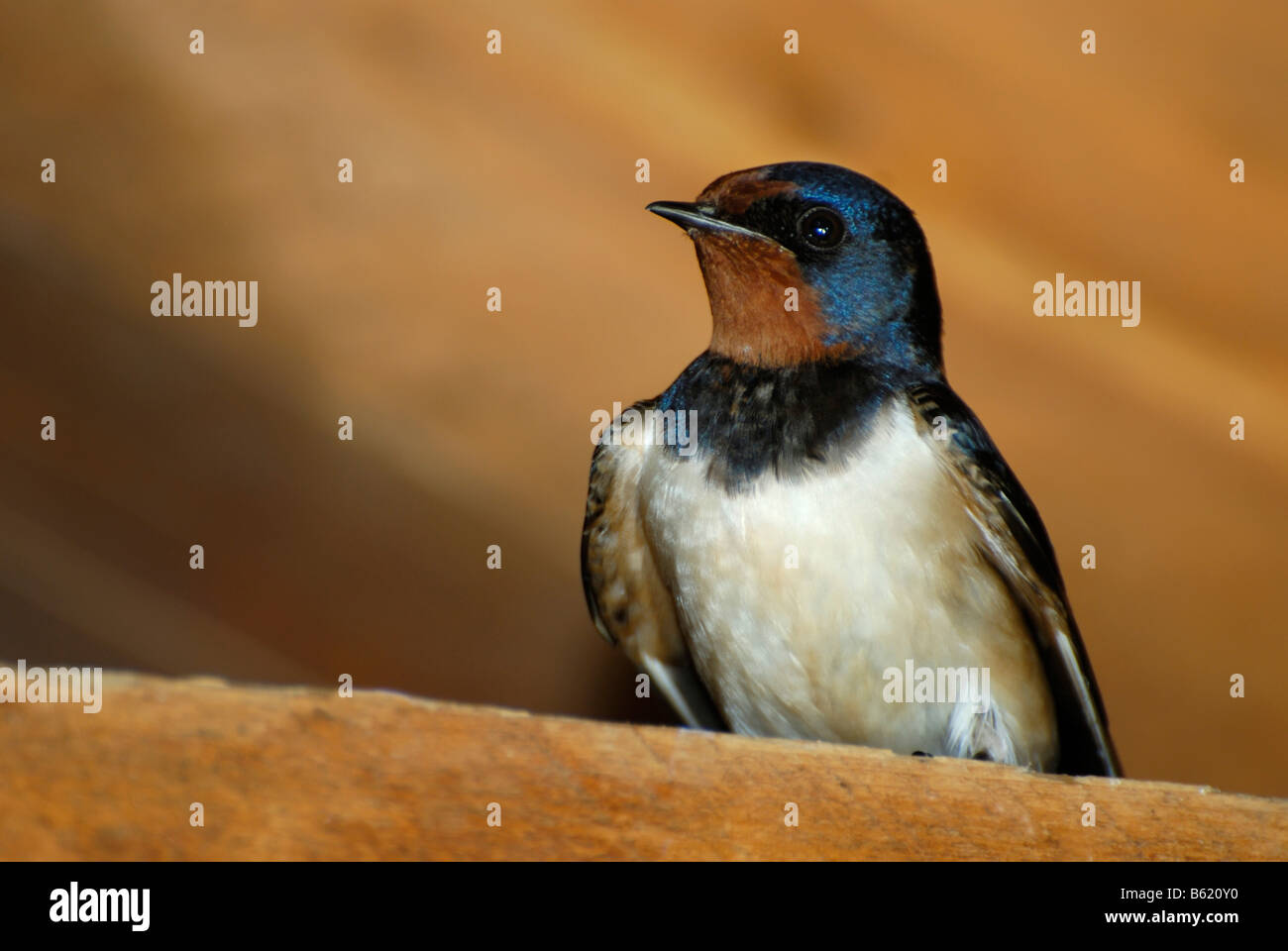 Barn Swallow (Hirundo rustica), old bird Stock Photo - Alamy