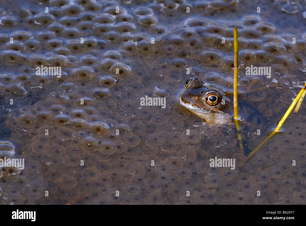 Common Frog or European Common Frog (Rana temporaria) in the middle of lots of frog spawn Stock ...