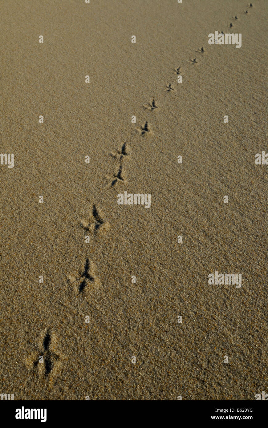 Diagonal bird tracks in the sand Stock Photo - Alamy
