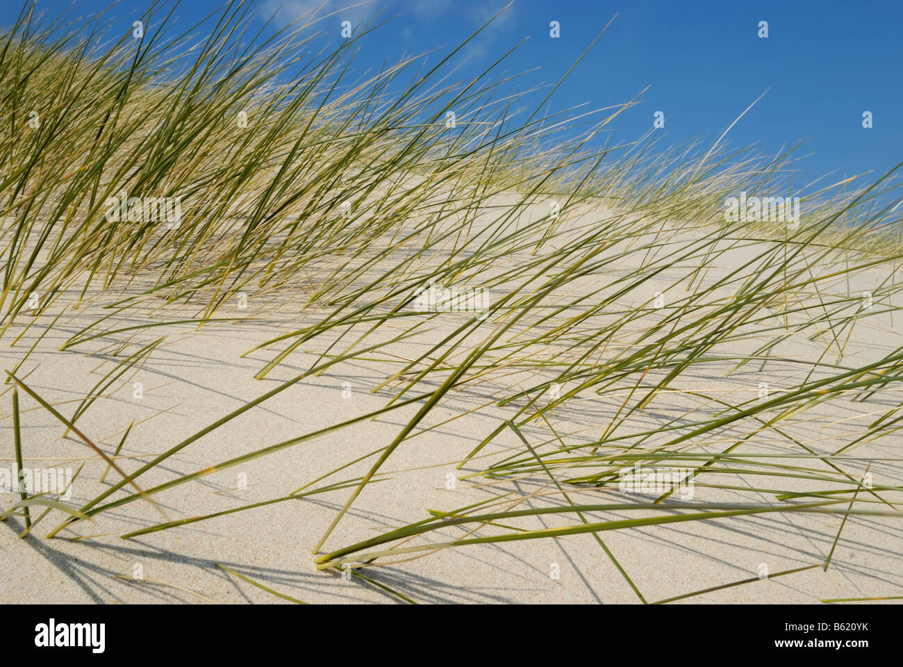 White dune with European Beachgrass (Ammophila arenaria), Sylt Island ...