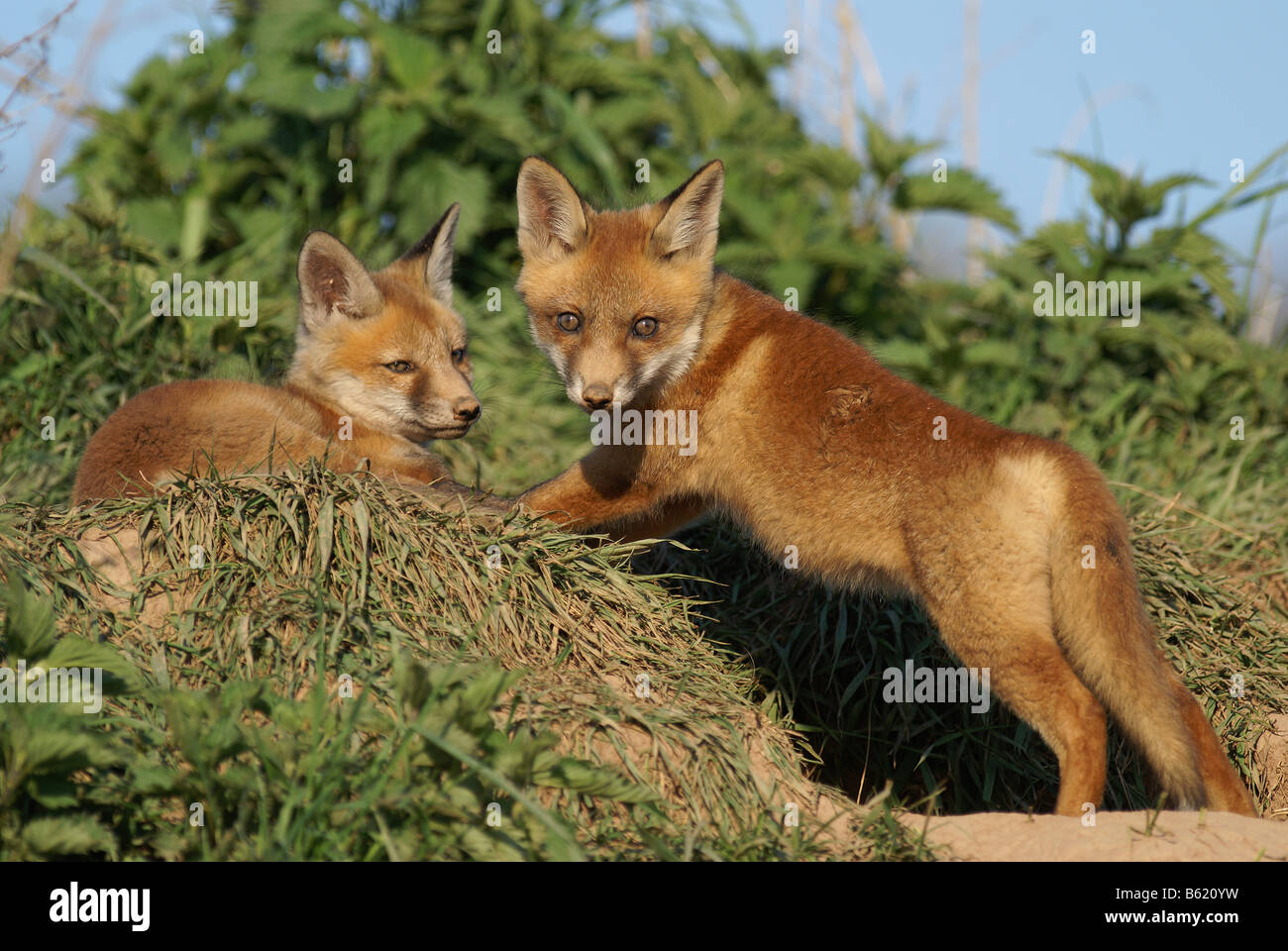 Red Foxes (Vulpes vulpes Stock Photo - Alamy