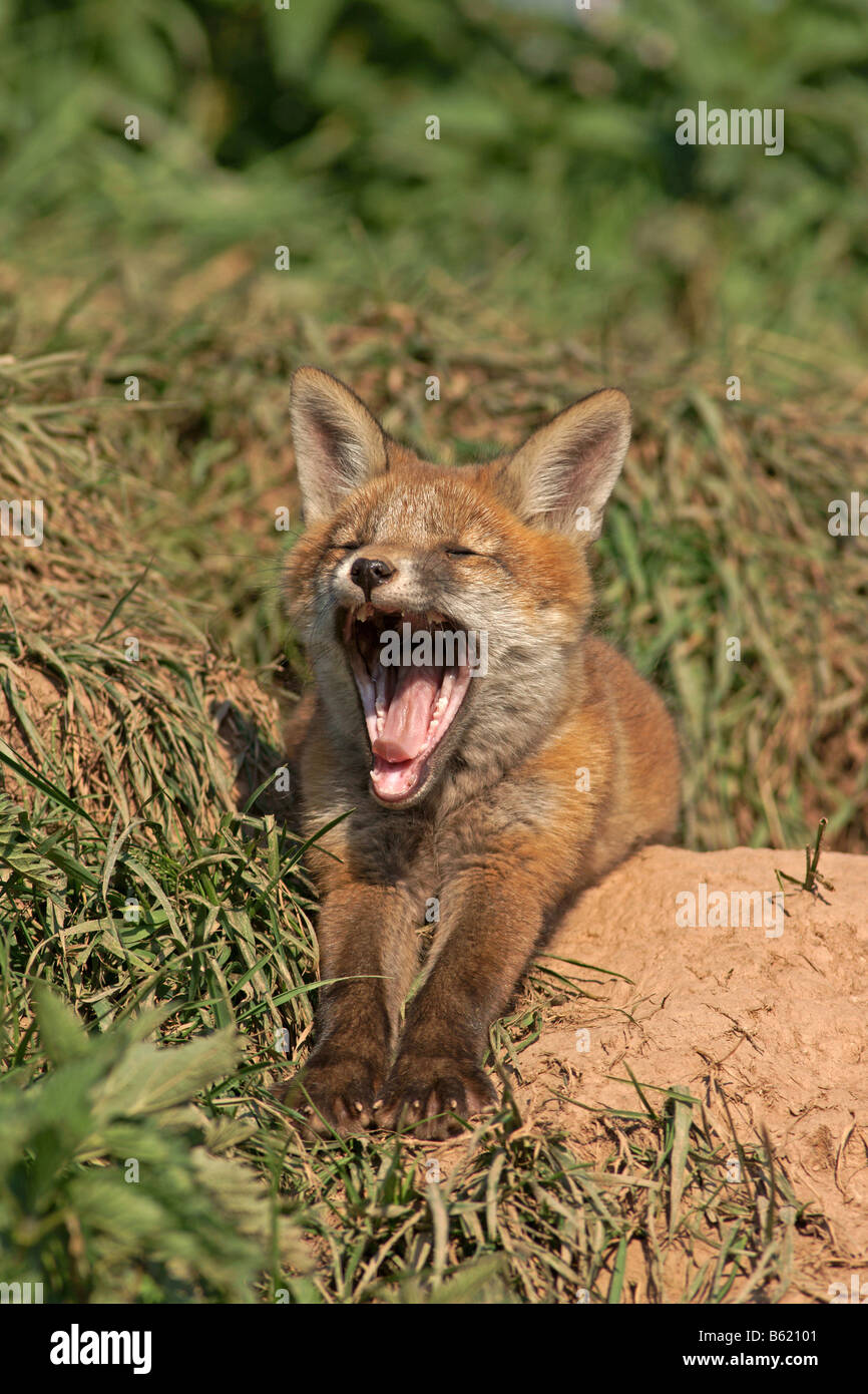 Yawning stretching wild red fox hi-res stock photography and images - Alamy