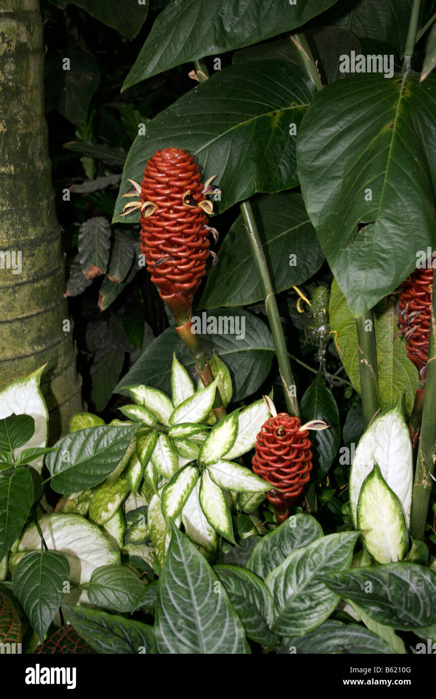 ZINGIBER SPECTABILE. BEEHIVE GINGER Stock Photo - Alamy