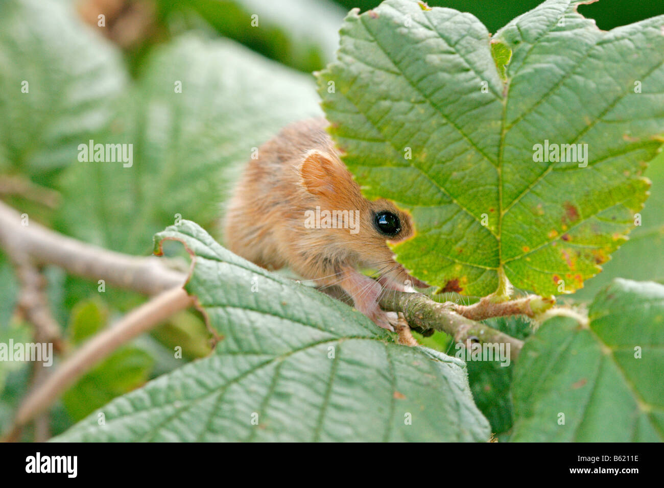 Hazel Dormouse (Muscardinus avellanarius), pup Stock Photo - Alamy