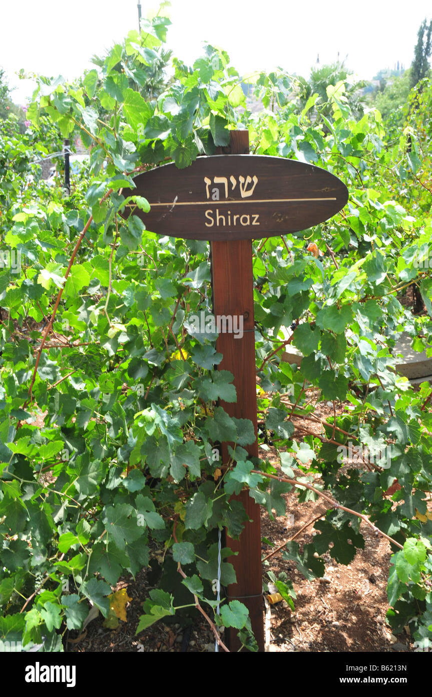 Israel Lower Galilee Tabor Winery Shiraz grapes on a vines August 2008 ...