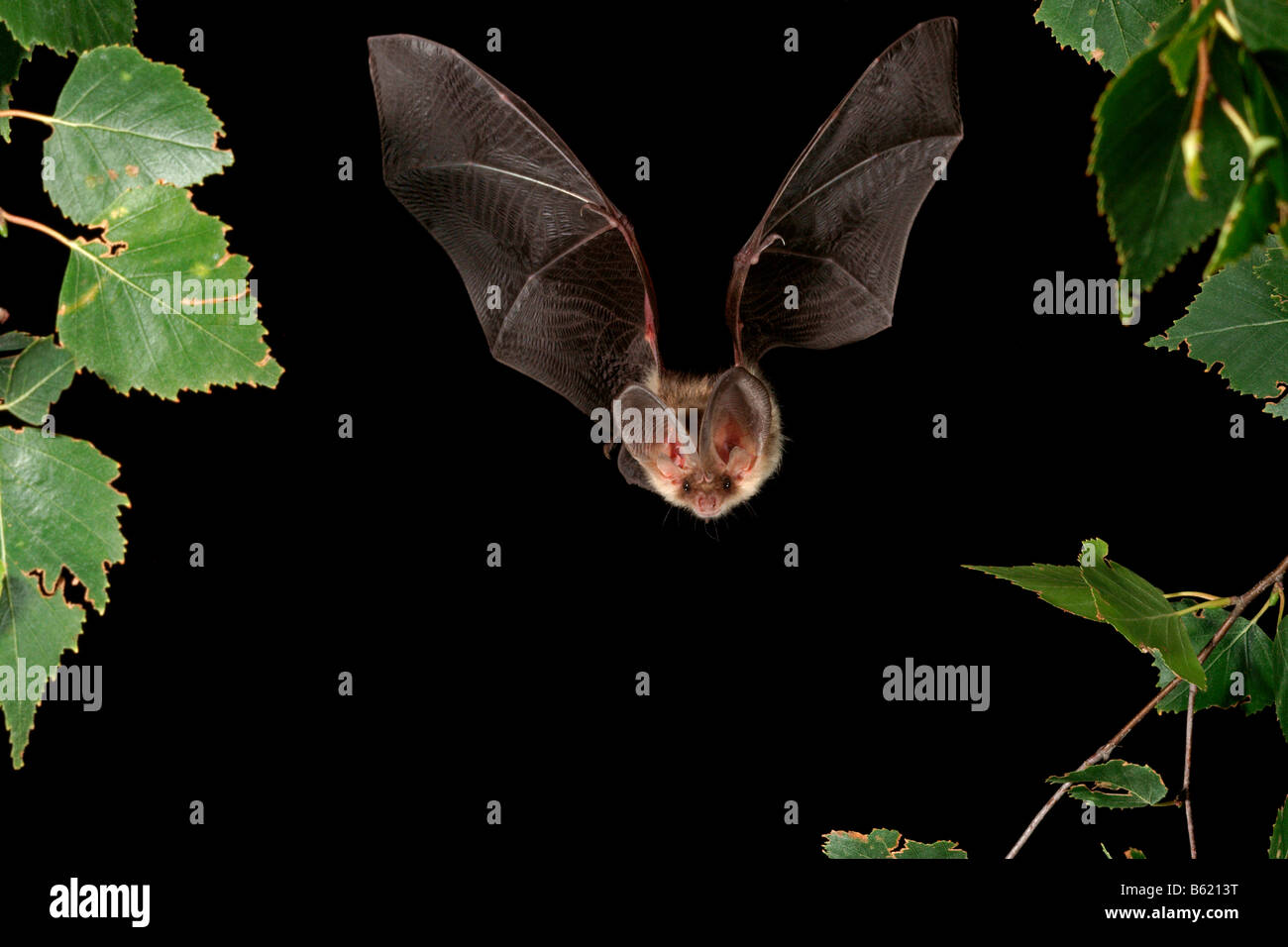 Brown Long-eared Bat or Common Long-eared Bat (Plecotus auritus Stock ...