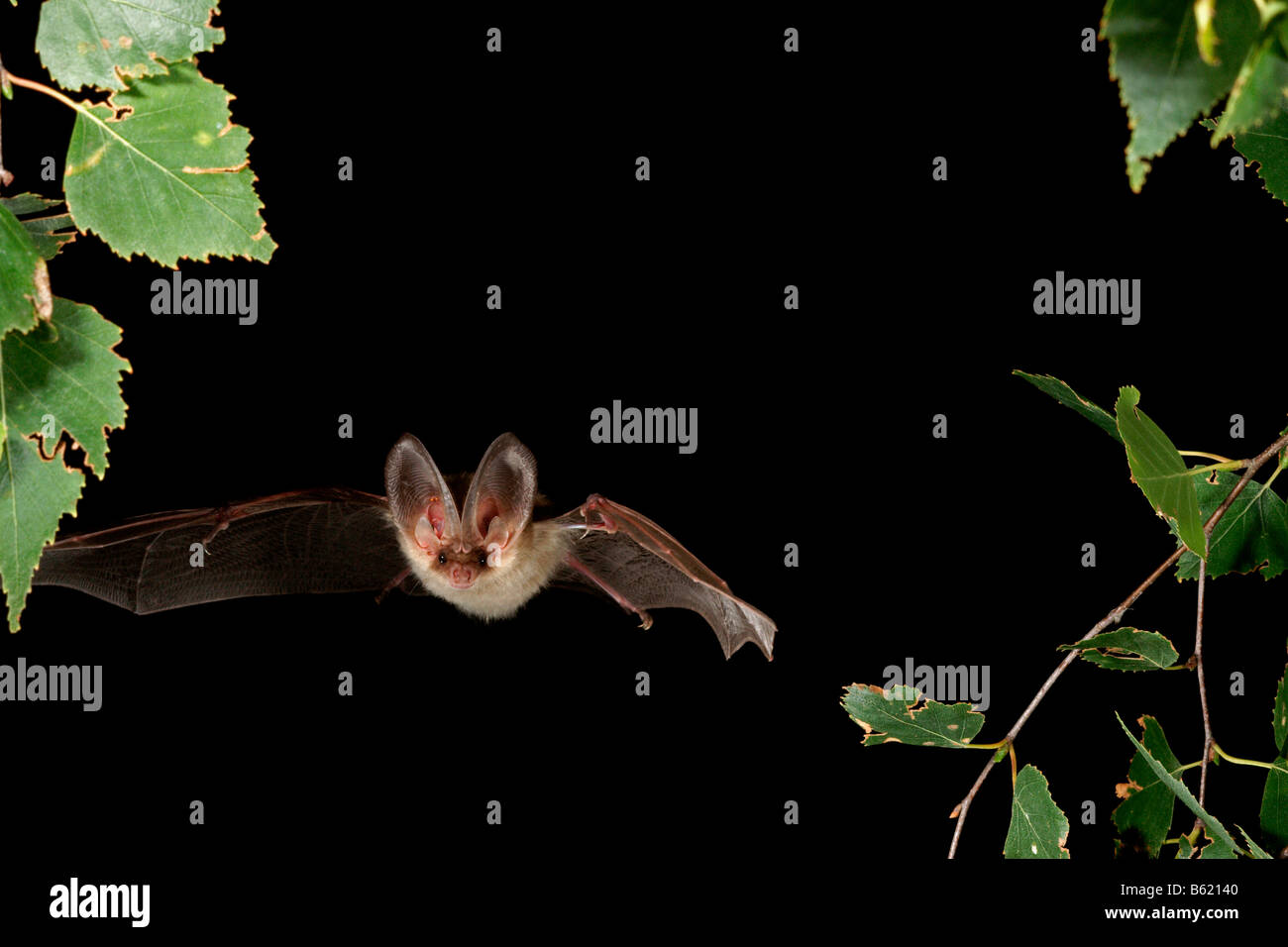 Long eared bat flying hi-res stock photography and images - Alamy