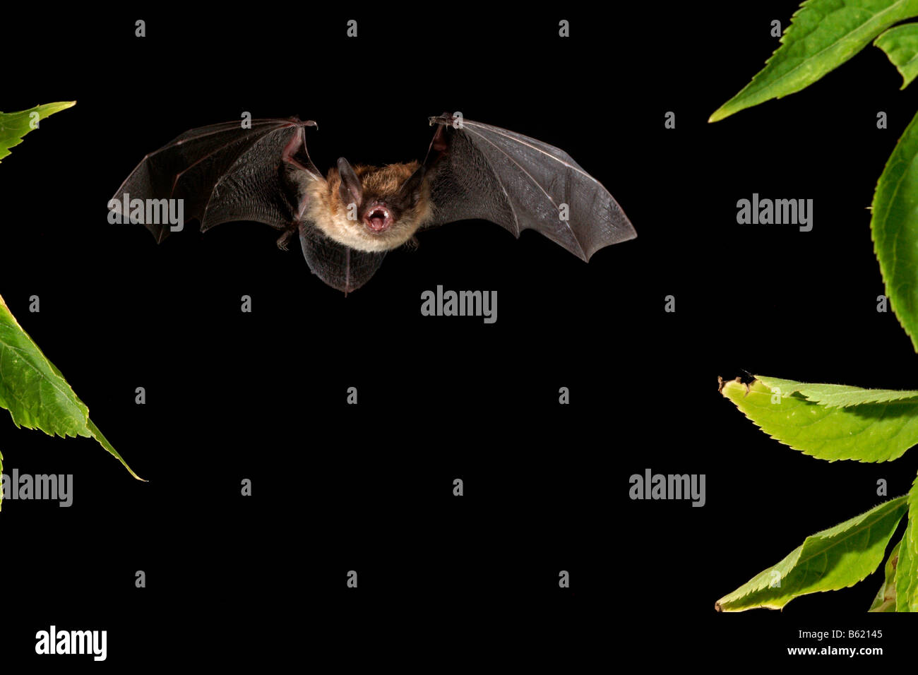 Myotis mystacinus hi-res stock photography and images - Alamy