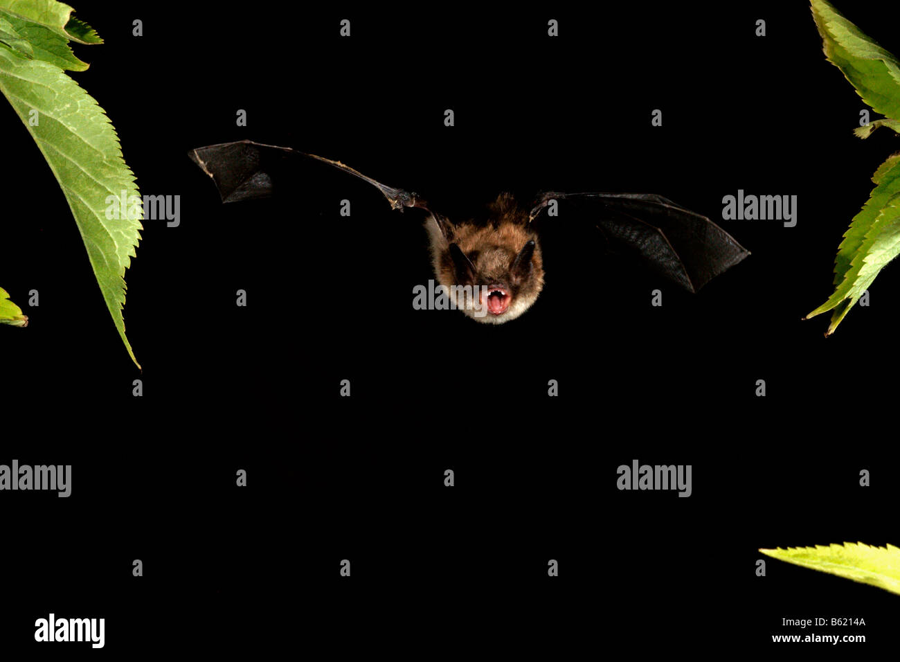 Whiskered Bat (Myotis mystacinus Stock Photo - Alamy