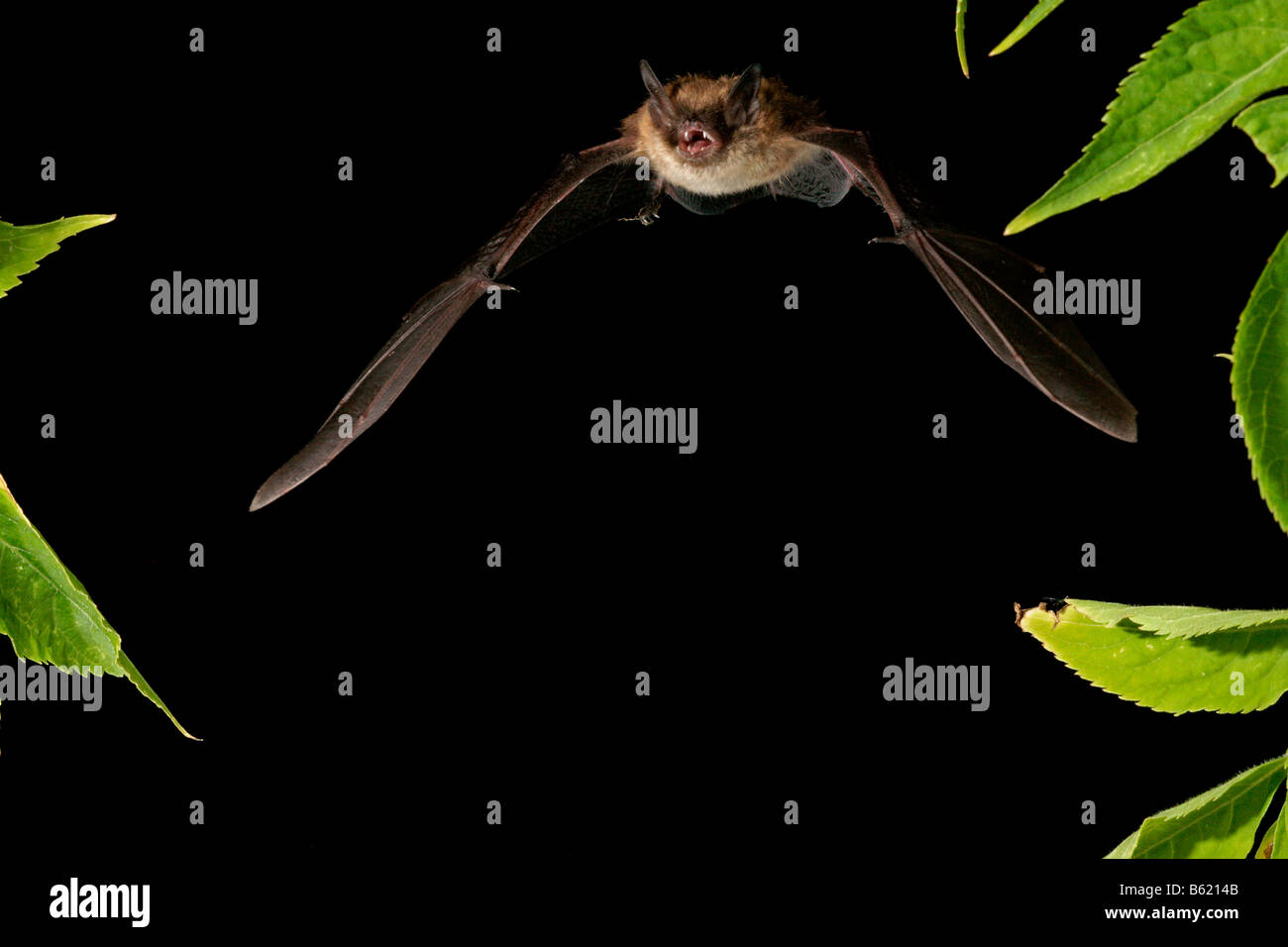 Whiskered Bat (Myotis mystacinus Stock Photo - Alamy