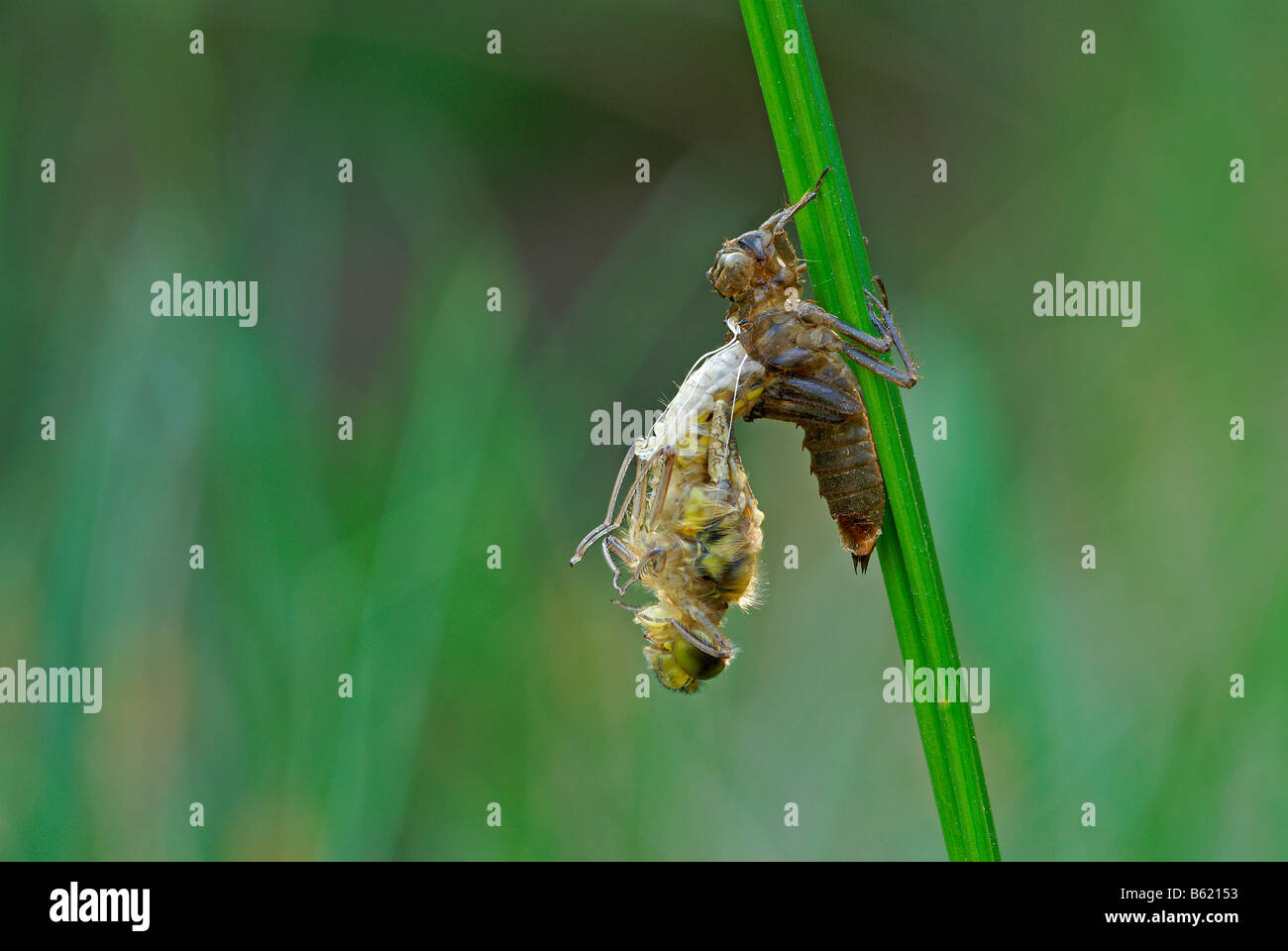 Four winged insects hi-res stock photography and images - Alamy