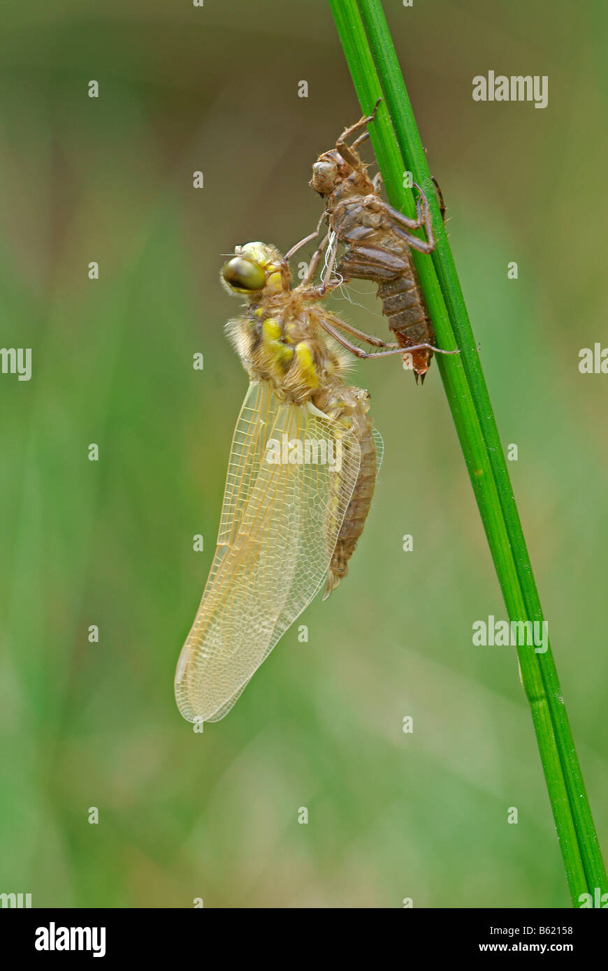 Four winged insects hi-res stock photography and images - Alamy