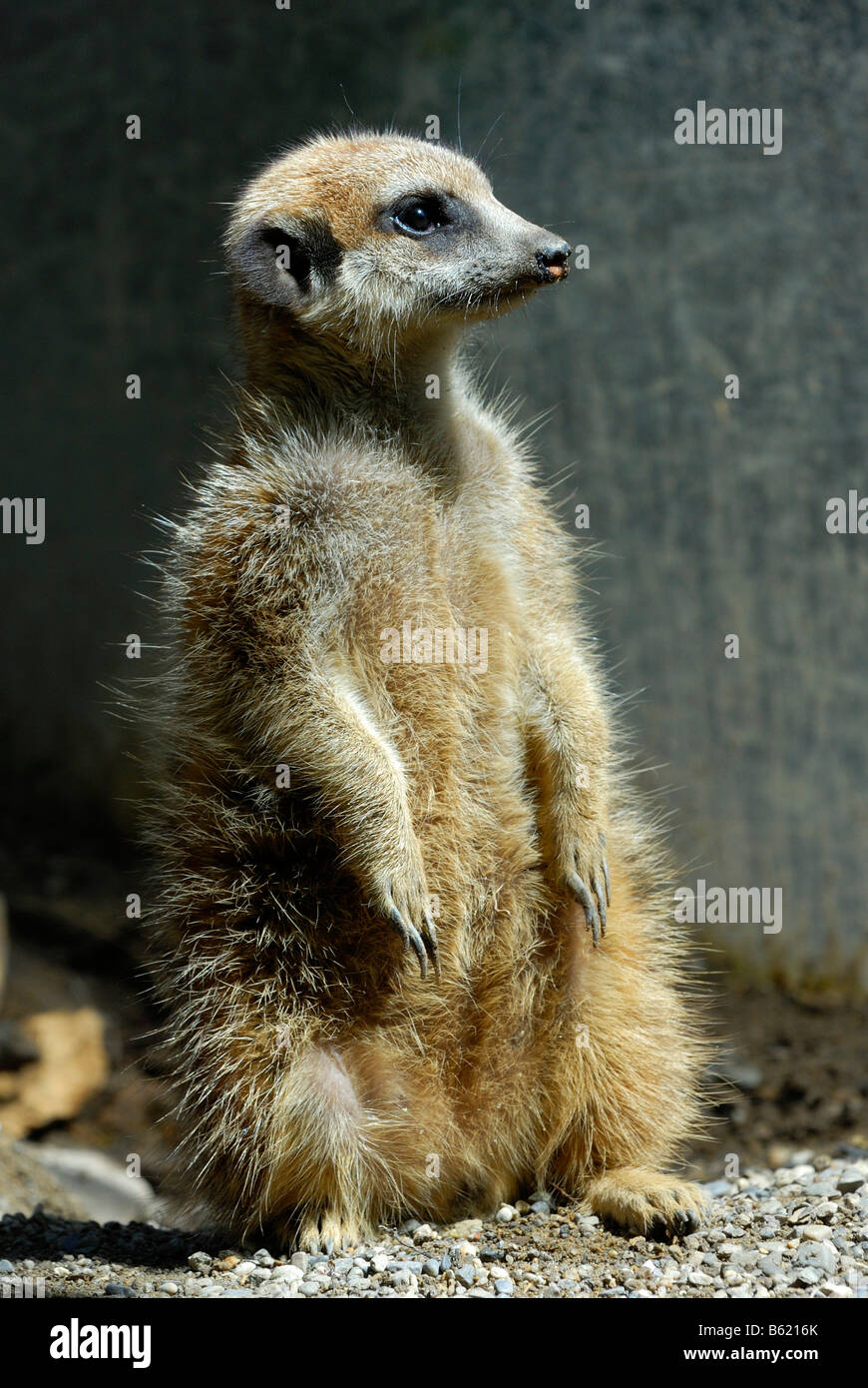 Meerkats suricates suricata suricatta standing hi-res stock photography ...