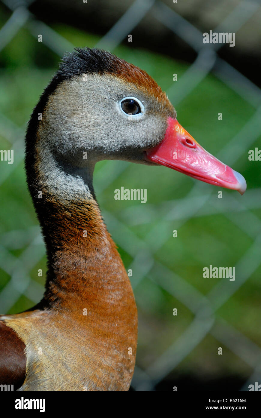 Duck profile photo hi-res stock photography and images - Alamy