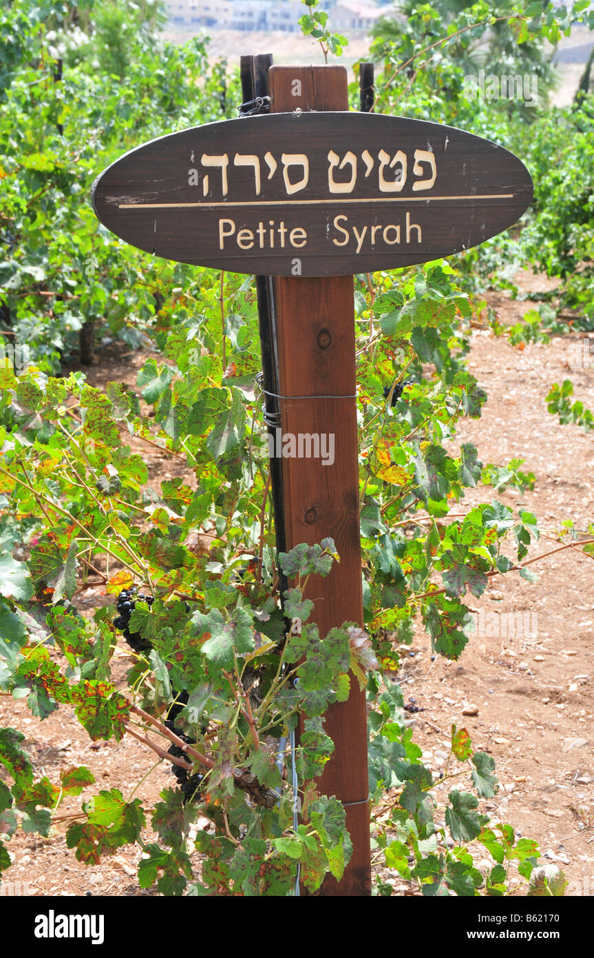 Israel Lower Galilee Tabor Winery Petit Syrah grapes on a vines August ...