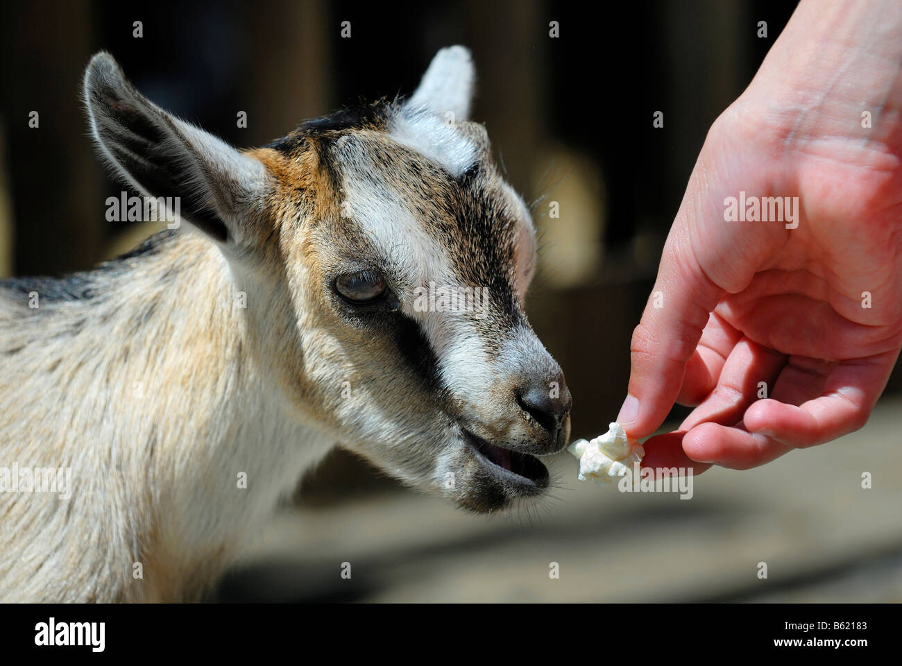 Animals being hand fed hi-res stock photography and images - Alamy