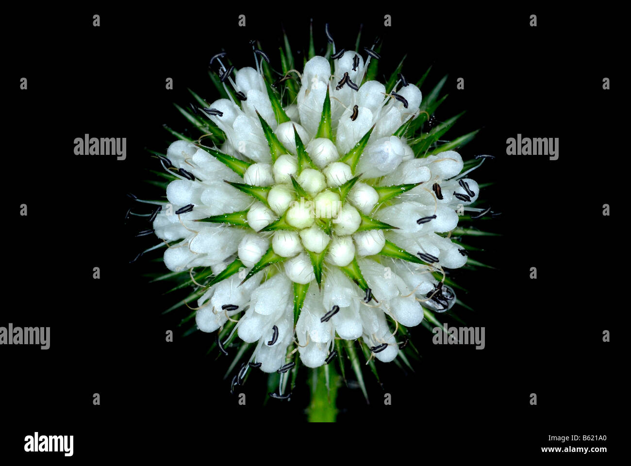 Dipsacaceae hi-res stock photography and images - Alamy